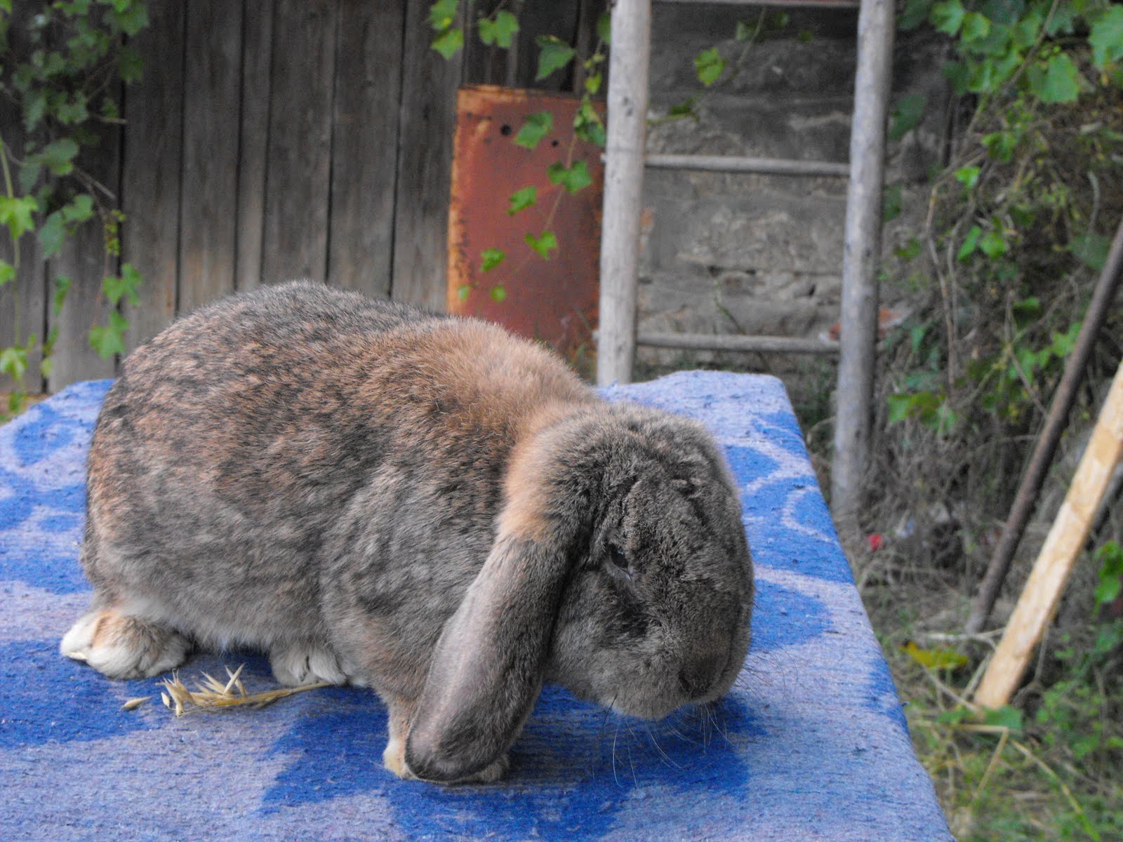 IEPURI DE VANZARE: iepuri di rasa berbec german
