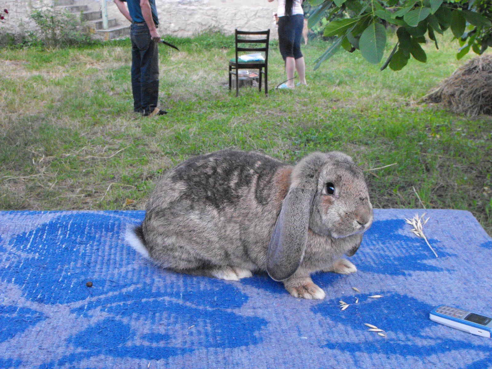 IEPURI DE VANZARE: iepuri di rasa berbec german