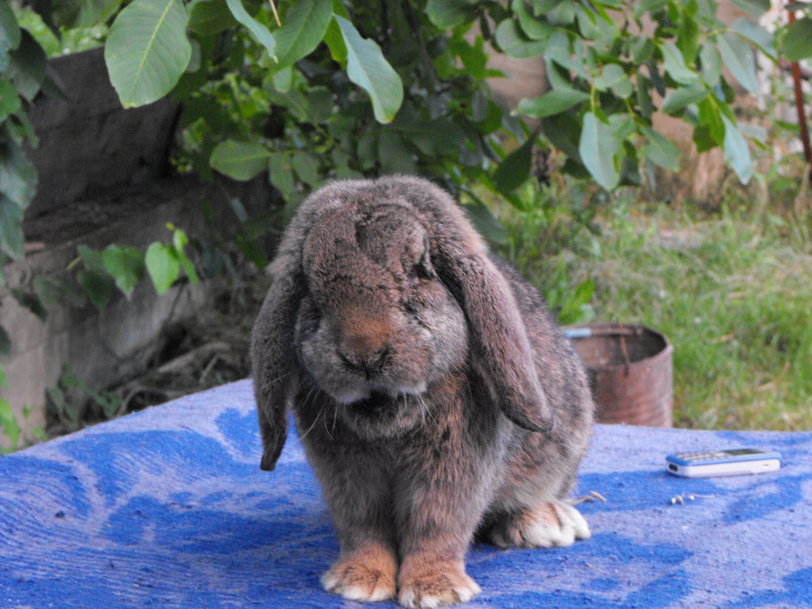 IEPURI DE VANZARE: iepuri di rasa berbec german