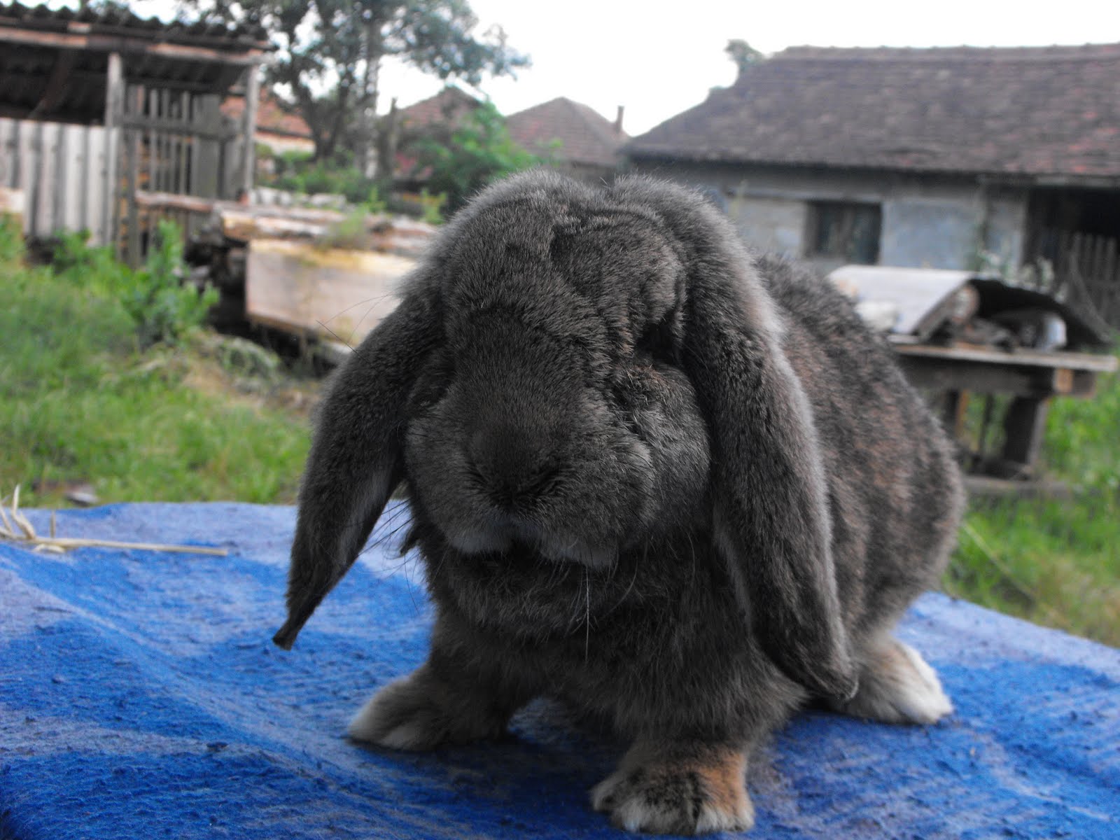 IEPURI DE VANZARE: iepuri di rasa berbec german