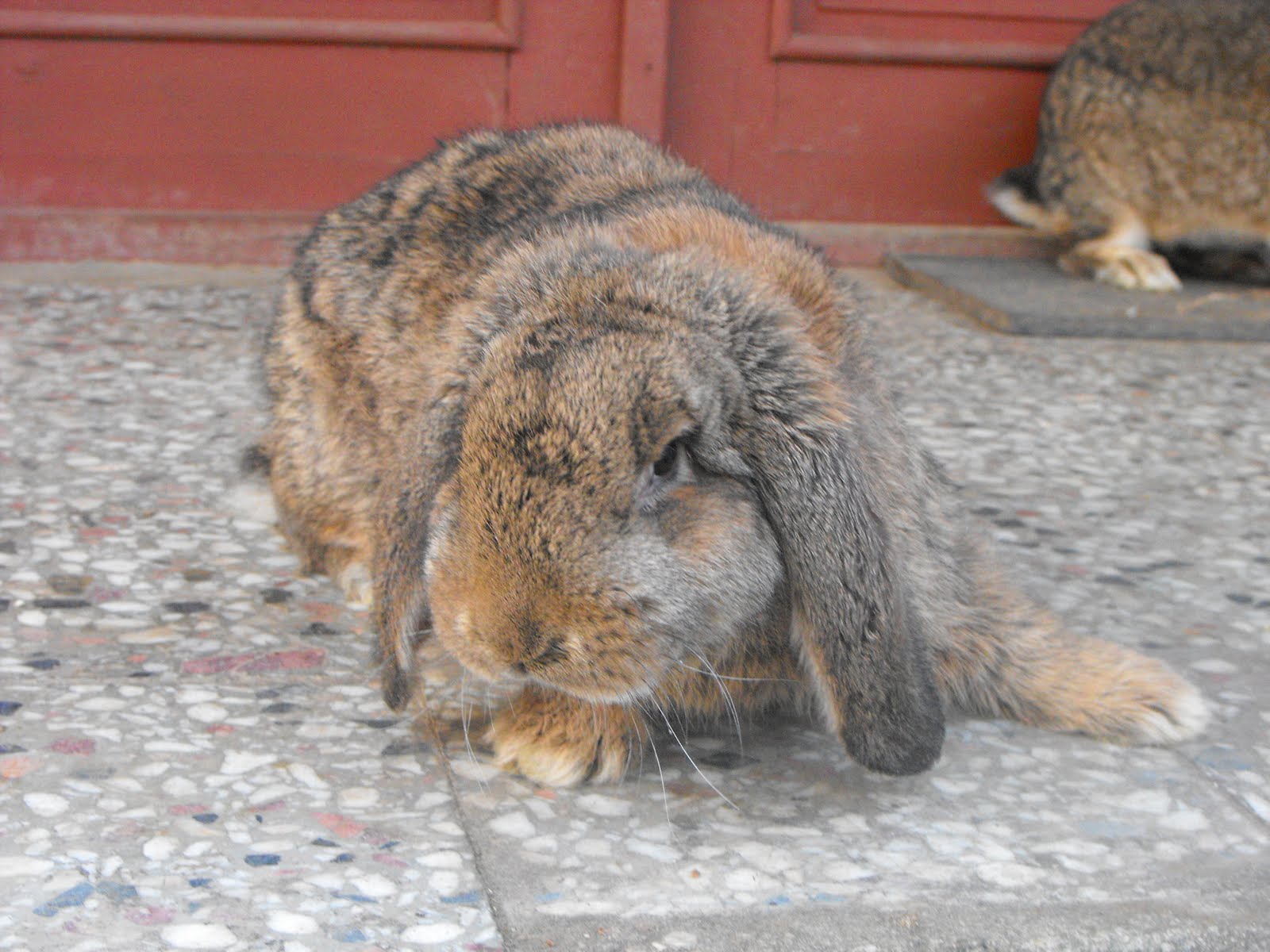 IEPURI DE VANZARE: iepuri di rasa berbec german