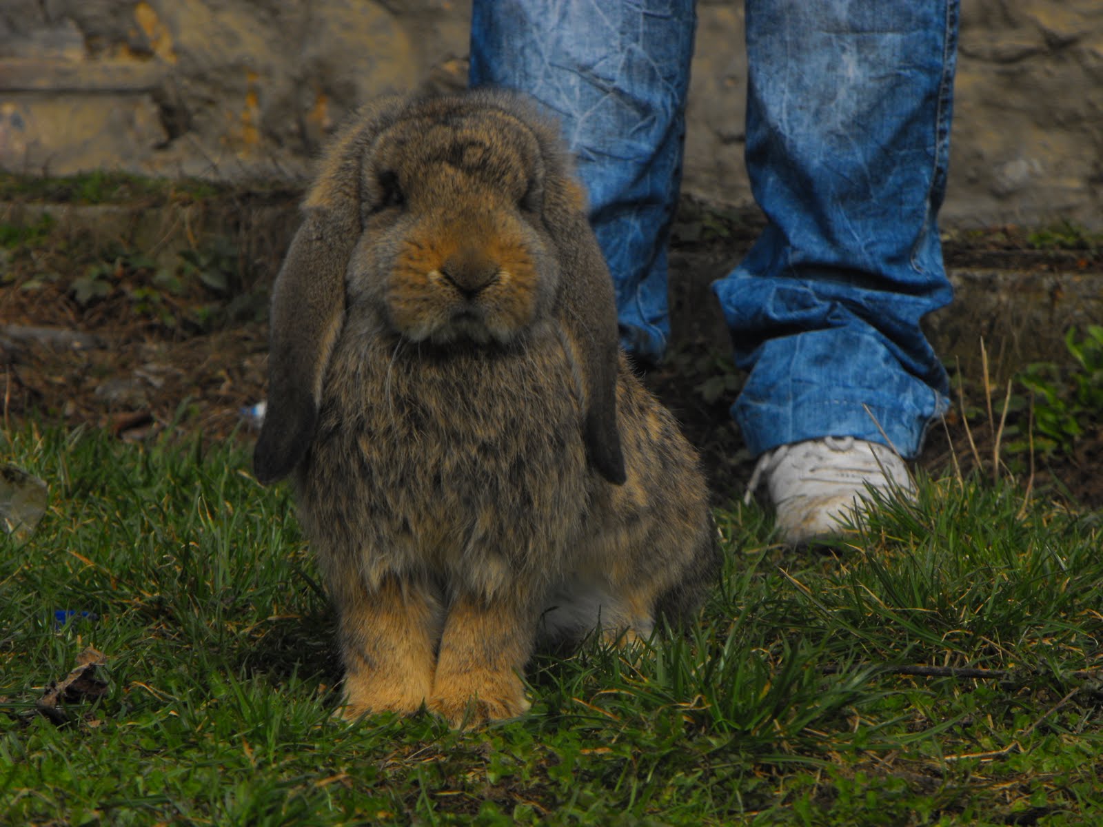 IEPURI DE VANZARE: iepuri di rasa berbec german