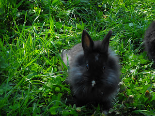 IEPURI DE VANZARE: iepuri din rasa pitic cap de leu