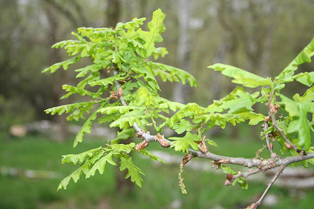 Viveiro Ciprest - Plantas Nativas e Exóticas: Carvalho Alemão ( Quercus ...