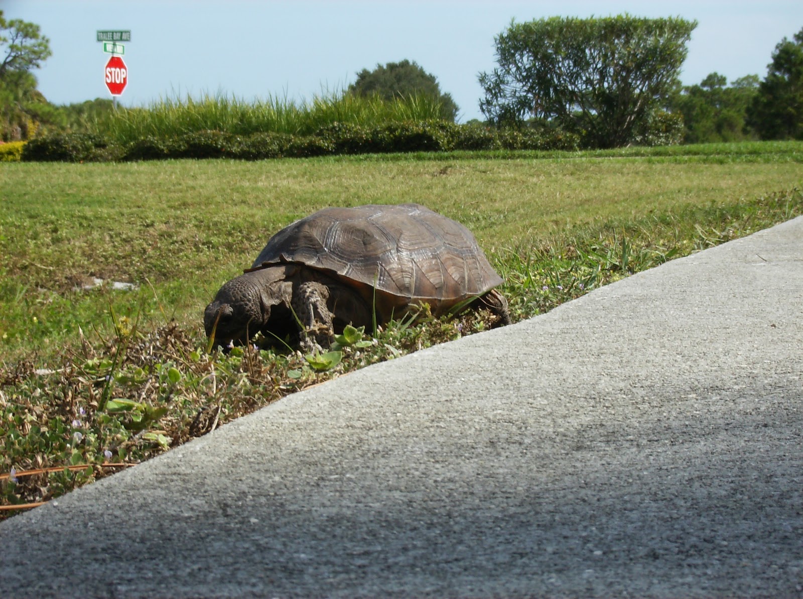 Cocoa Beach Pictures: Florida Gopher Turtle