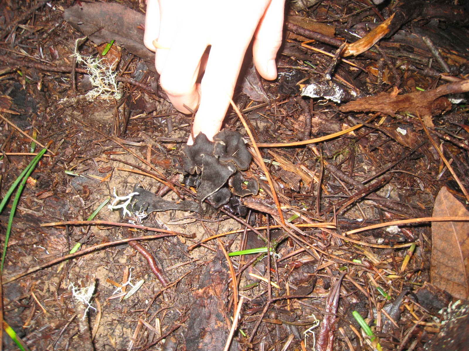 ALL THINGS FOOD: Mushroom Foraging @ Salt Point State Park