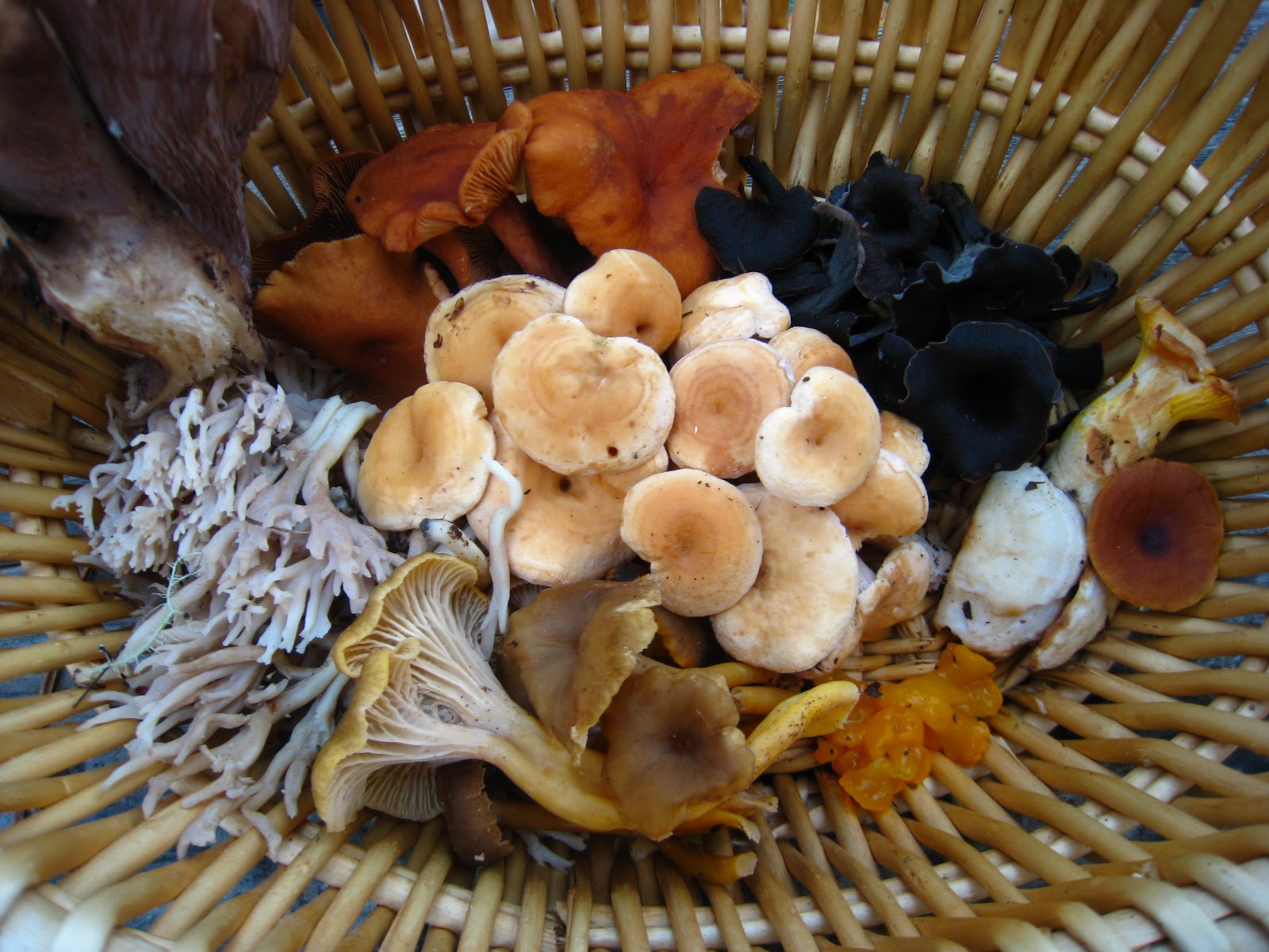 ALL THINGS FOOD: Mushroom Foraging @ Salt Point State Park