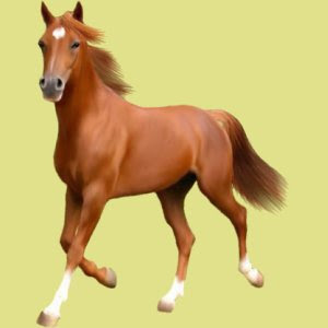 Les chevaux du monde !: Les robes (1)