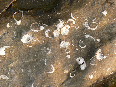 A Kilchoan Diary: The Devil's Toenails