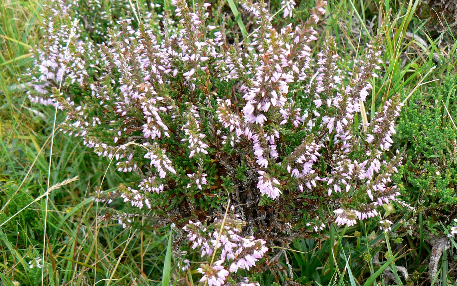 A Kilchoan Diary: Heather