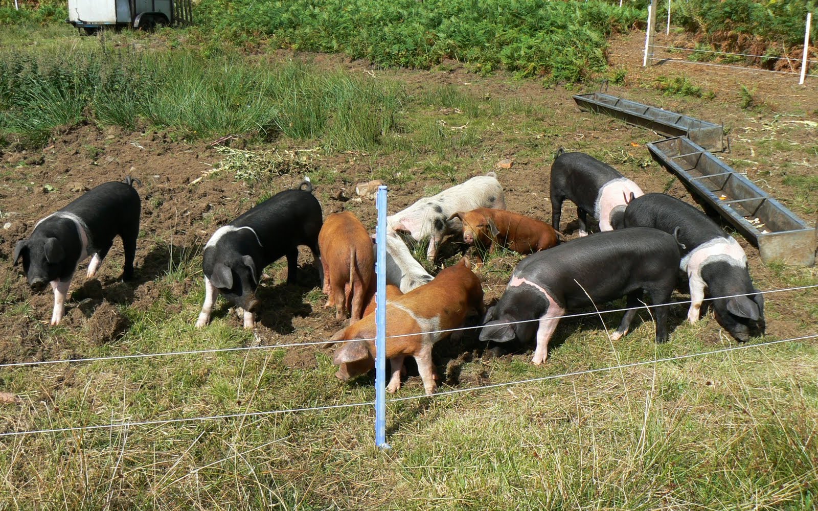 A Kilchoan Diary: October 2010