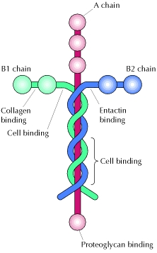Biología Celular Membrana Plasmática