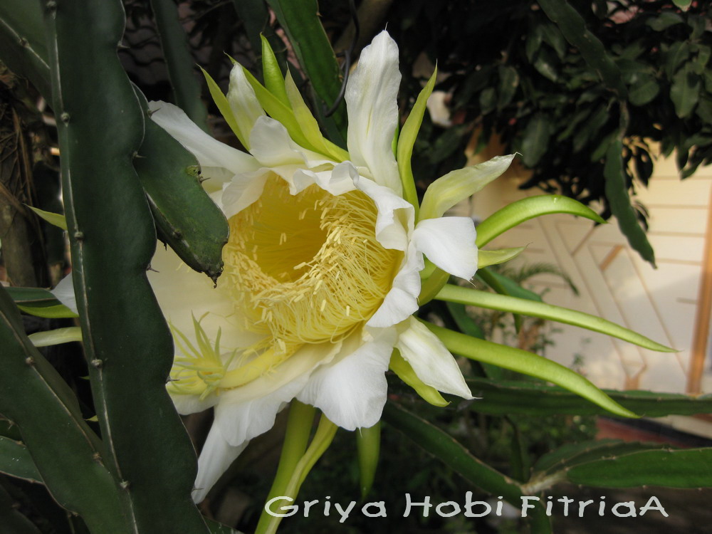 Griya Hobi FitriaA: bunga suwek dan bunga buah naga