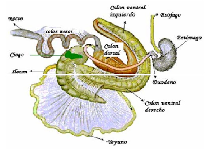 SISTEMA DIGESTIVO DE LOS EQUINOS: El Intestino Grueso y su digestión