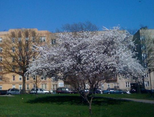 Bronx Park East - New York City Photos