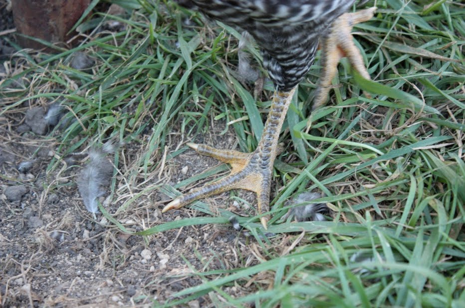 Ba-Gawks: Do the chickens have large talons?