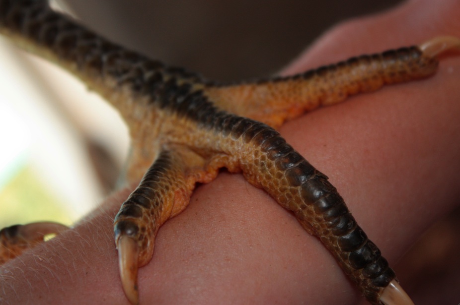 A fight between your average hacker nerd and a steroid filled chicken ...