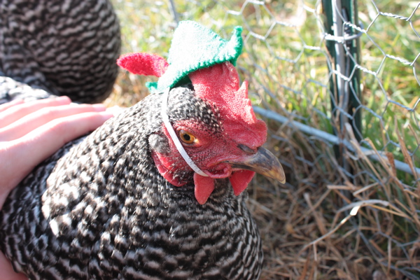 Ba-Gawks: Chickens in tiny hats: Chicken hood