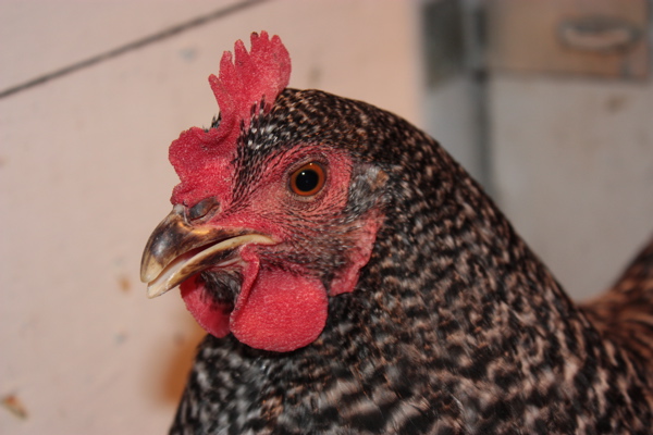 Ba-Gawks: Goodnight chickens