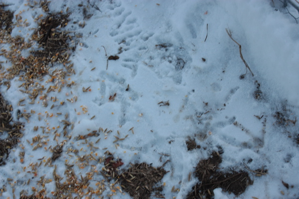 Ba-Gawks: Chicken tracks