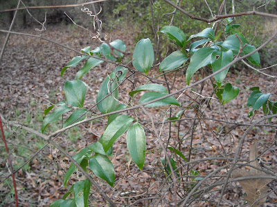 Gold Hill Plant Farm: Jackson Similax