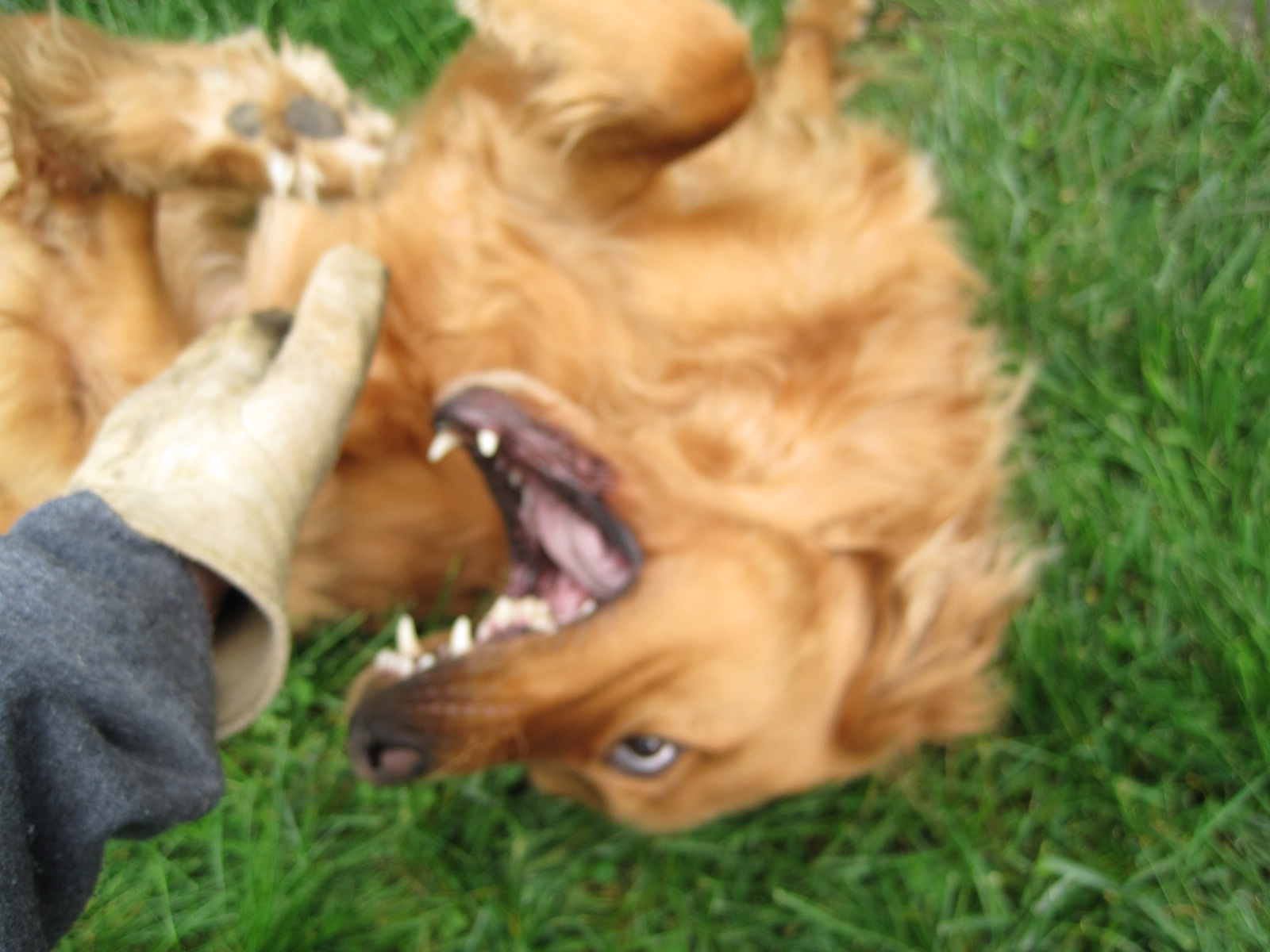 Charlie!: Mango Minster 2011 "Cracker Dog" Entry