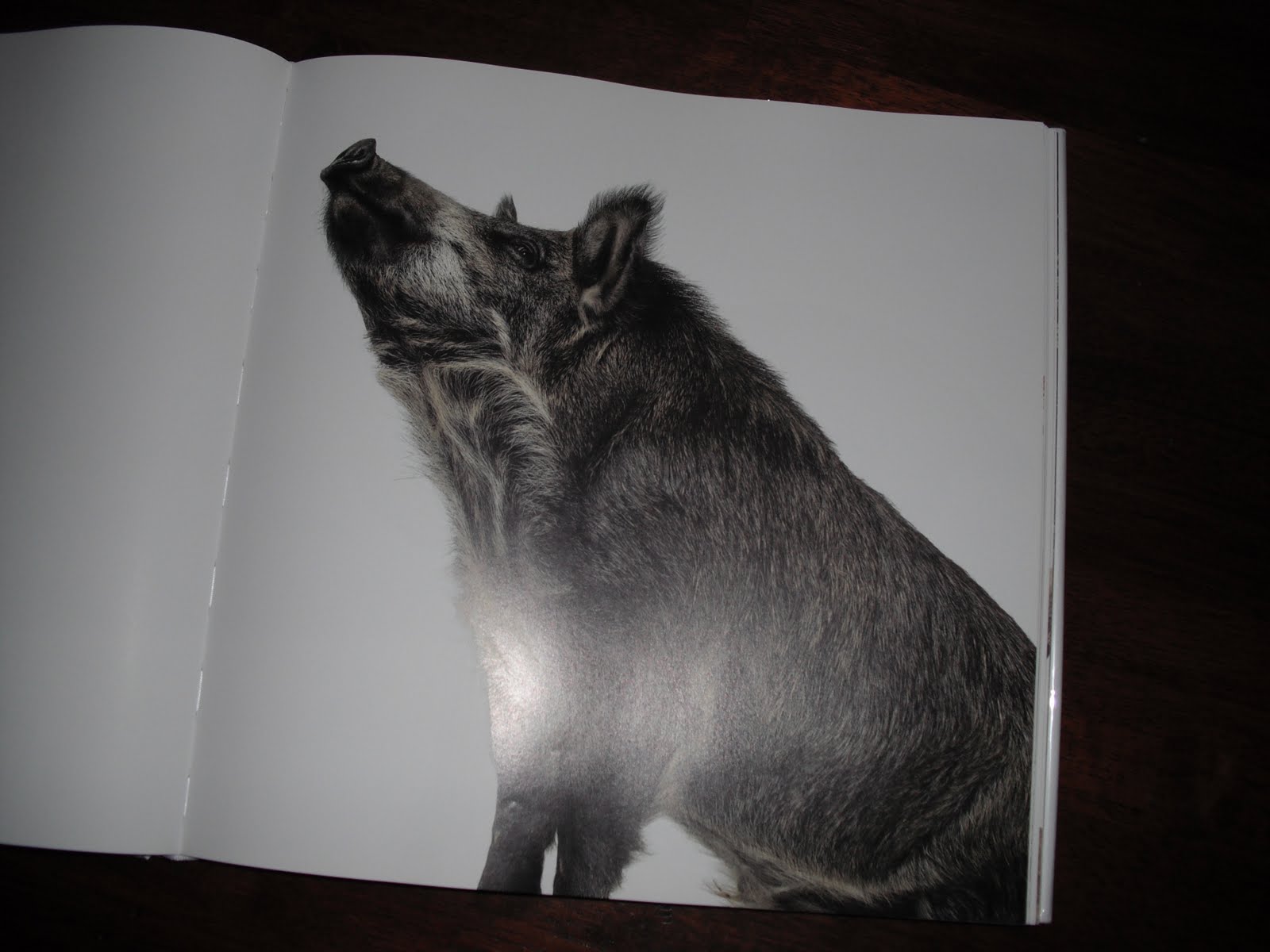 The Chickadee's Nest: Creature