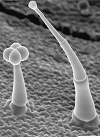 Fuel for Life: Tricomas