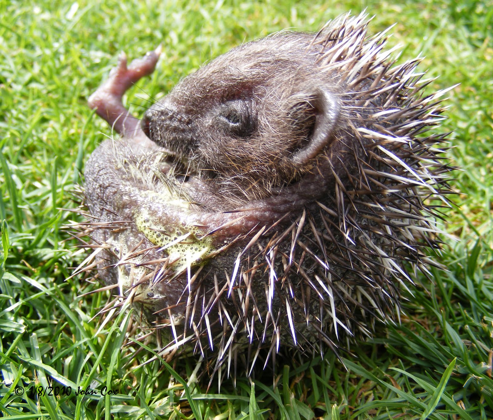 All Beak and Feathers: August 2010 - Hoglets out & about!
