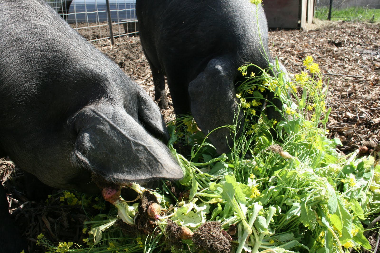 Spicebush Log: Turnips, Pigs, and Salamanders