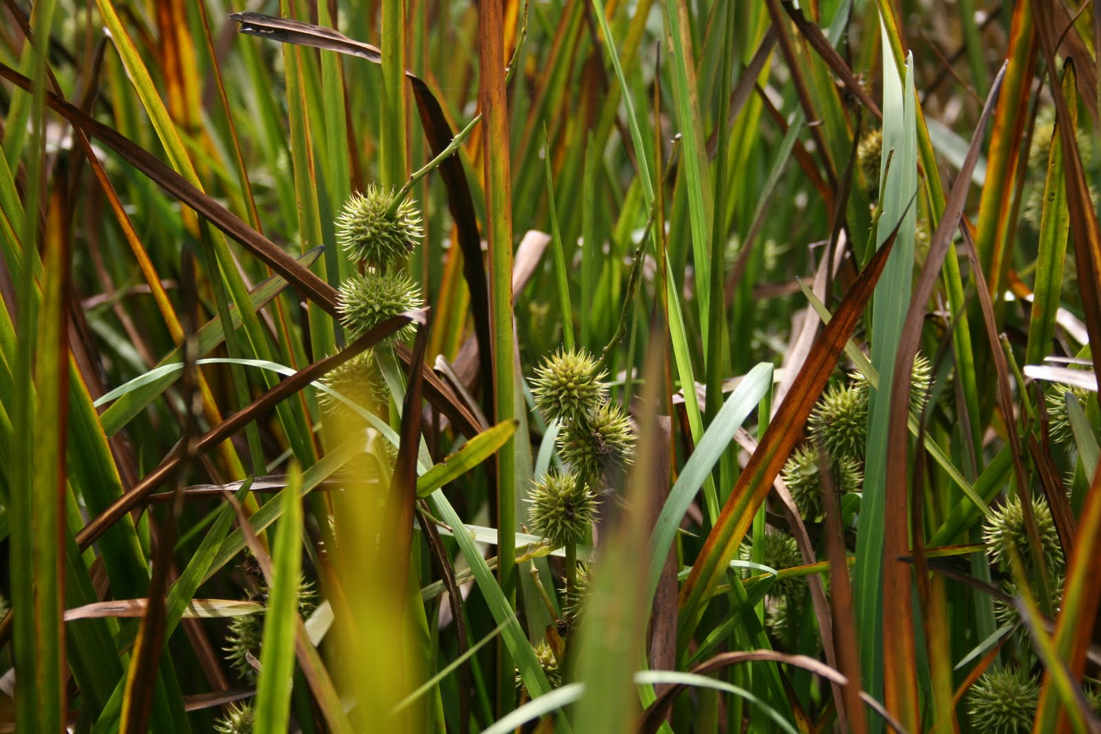 Spicebush Log: Bur-reed