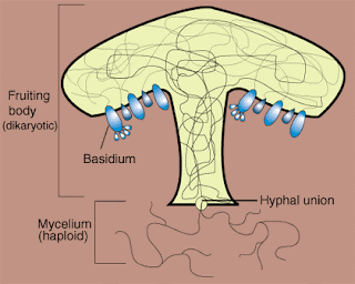 fOr YoU ^^: Basidiomycota