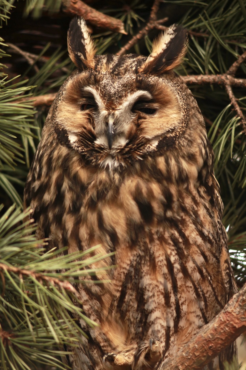 Discovering Alpine Birds: Long-eared Owls
