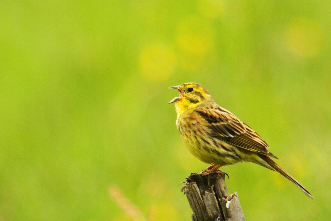 Discovering Alpine Birds: What Alpine meadows sound like: the ...