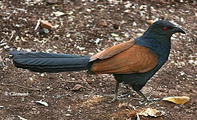 Chitradurga Birds: CROW PHEASANT OR COUCAL