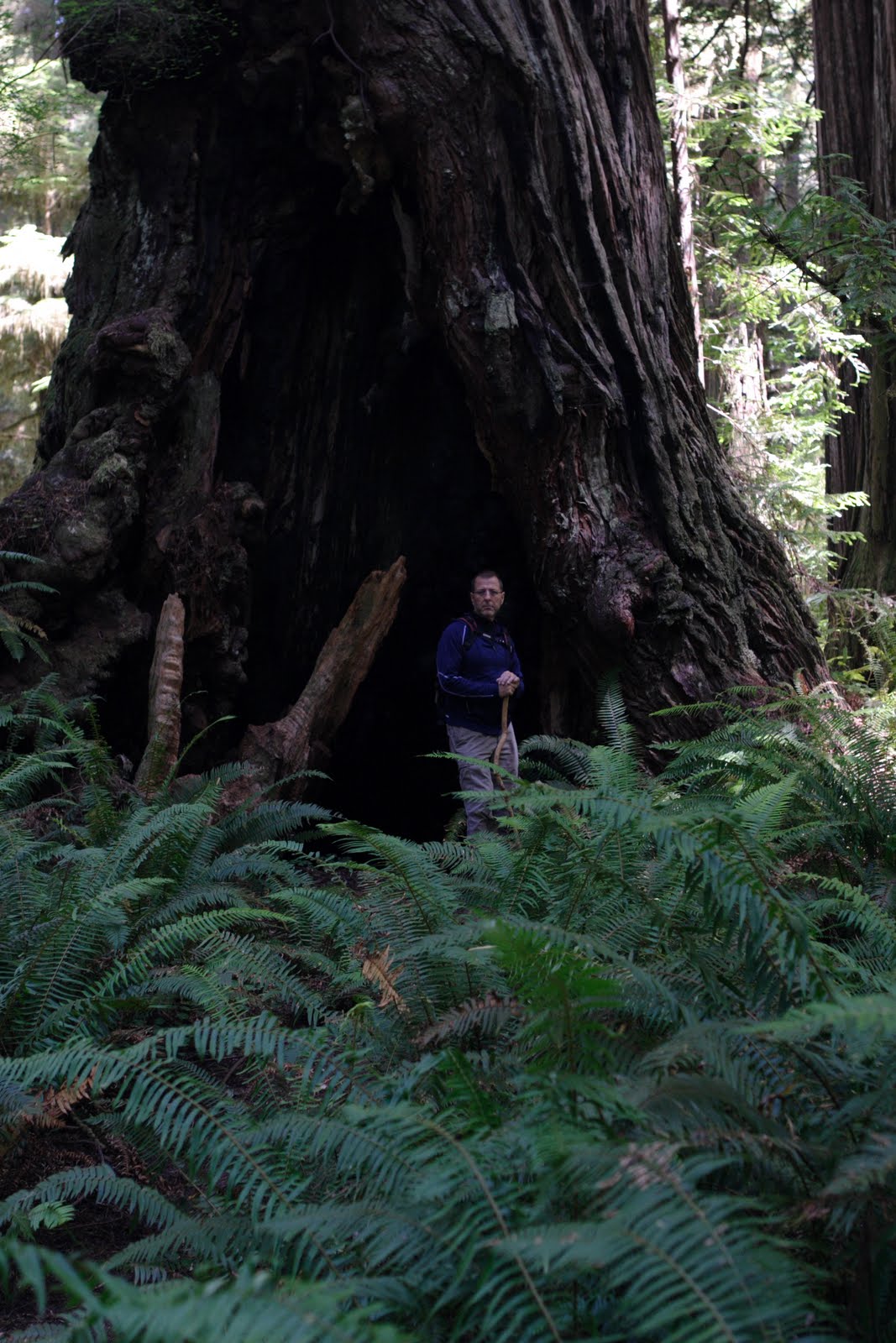 Nelda Mays Photography, Inc.: Redwood National Forest, Northern California