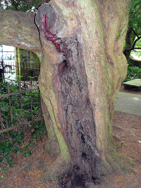 Sleeping Gardens: The Holly and the Ivy........