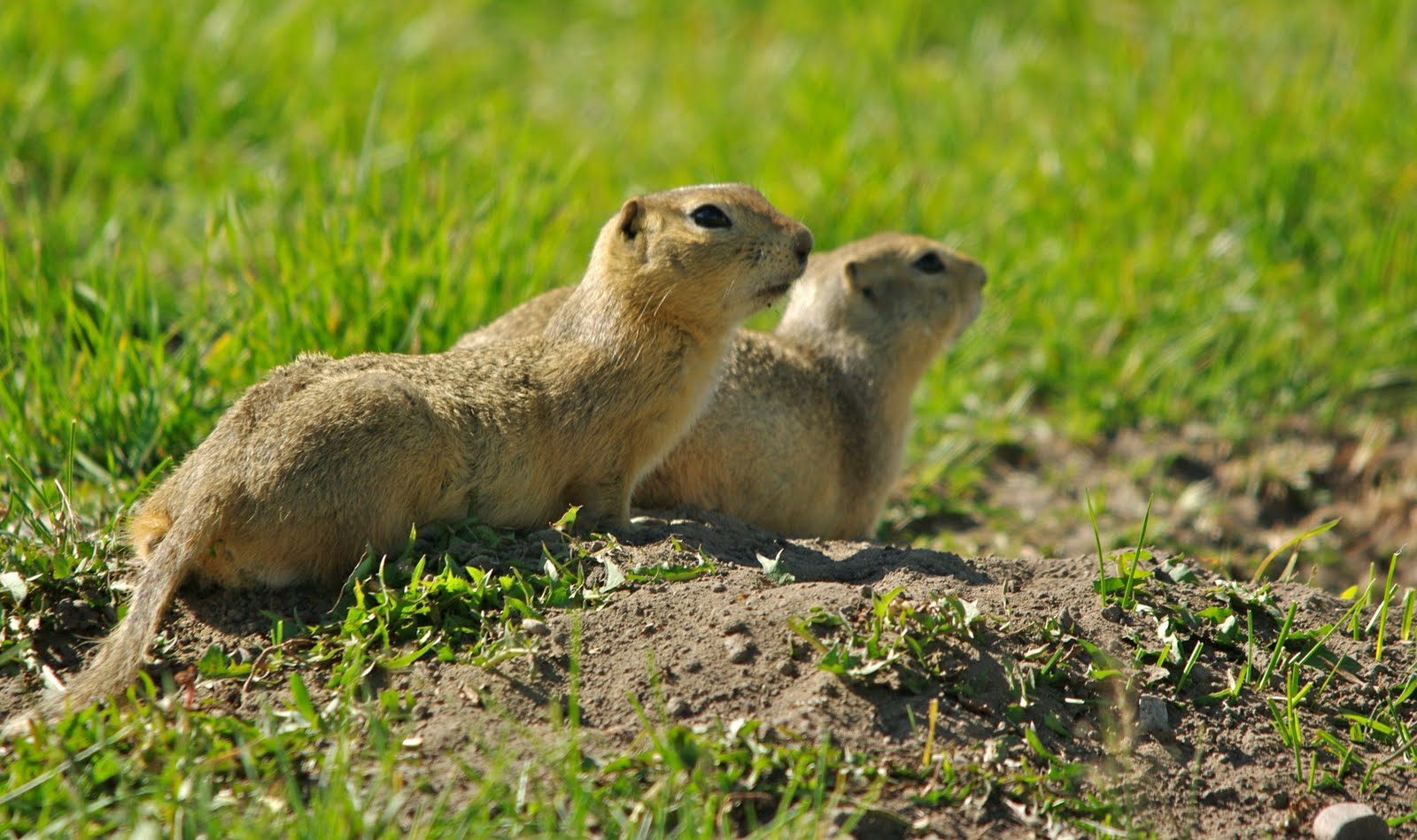 Ken Erickson's Blog: Richardson's Ground Squirrels, AKA Gophers
