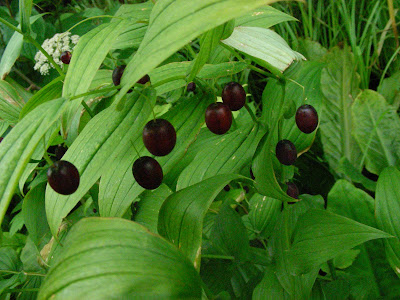 The Sea of Tea: Watermelon Berries