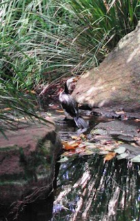I Love Brisbane - A Brisbane Blog