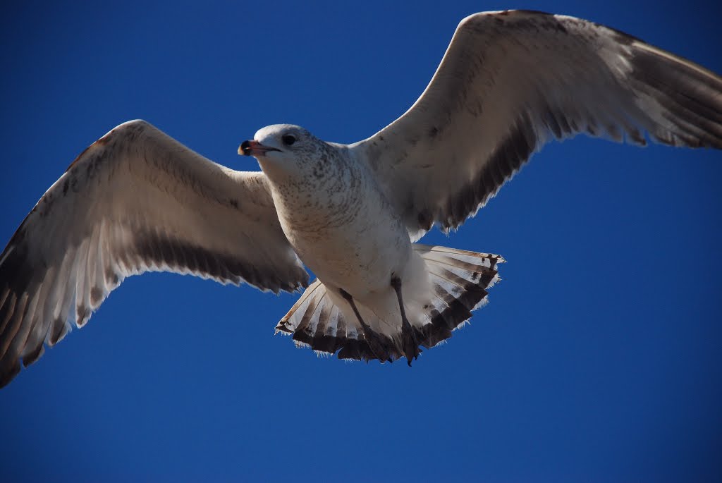 Written Inc.: On curved wings