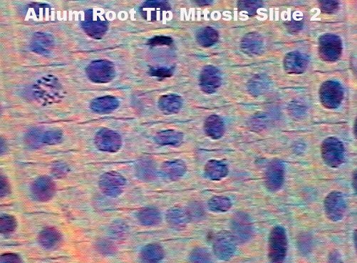 Allium+Root+Tip+mitosis+l.s.+SLIDE+2 (image)