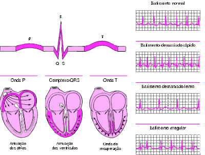 Fisiologia 1000!!!: Automatismo Cardíaco