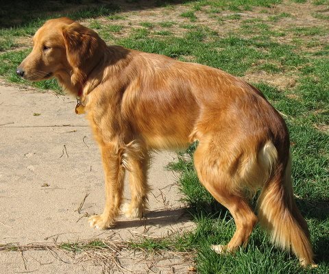 A Dogs Life, the real story: Rescued Ruby, and her rescue story!