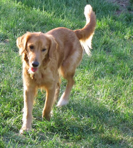 A Dogs Life, the real story: Ruby, a dog comes alive!