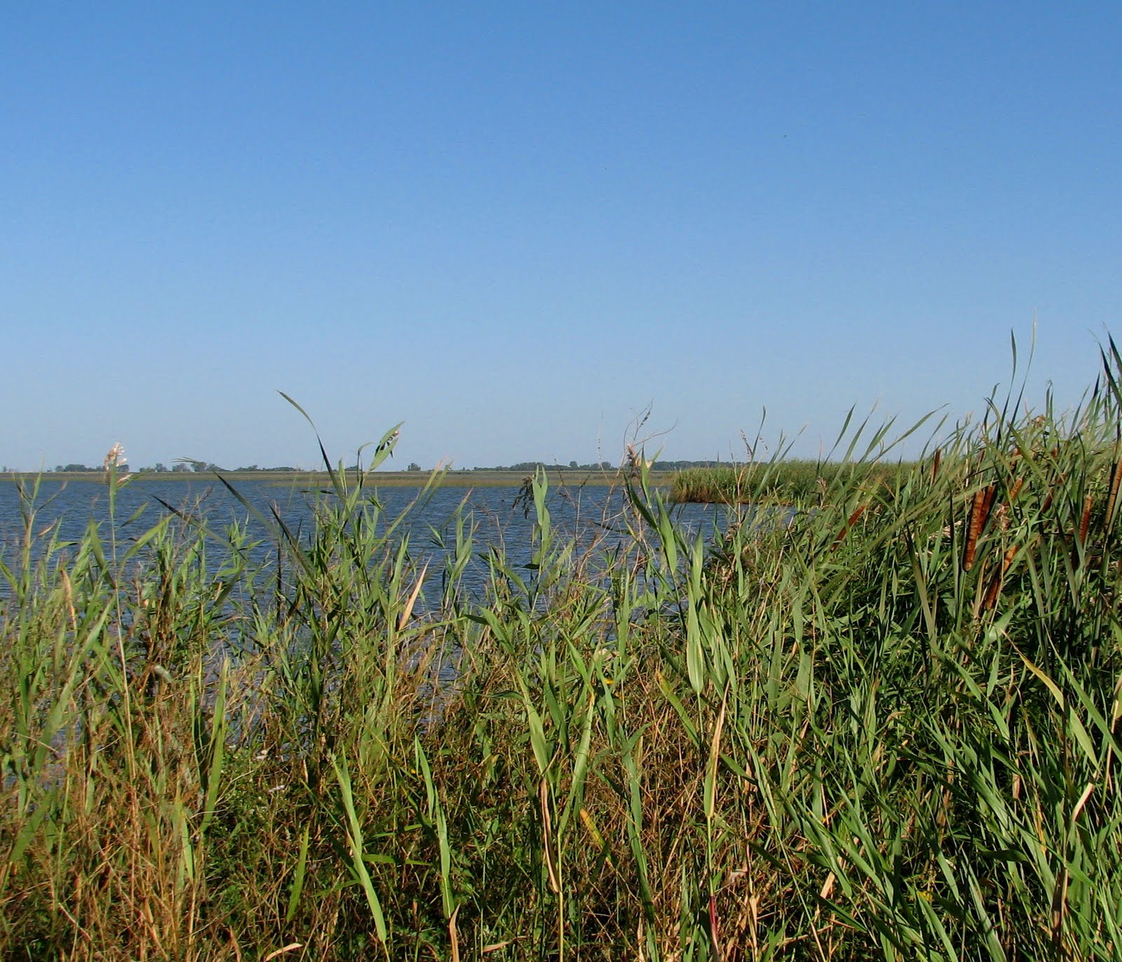 Still Life With Birder: Delta Marsh - One of my Favourite Places