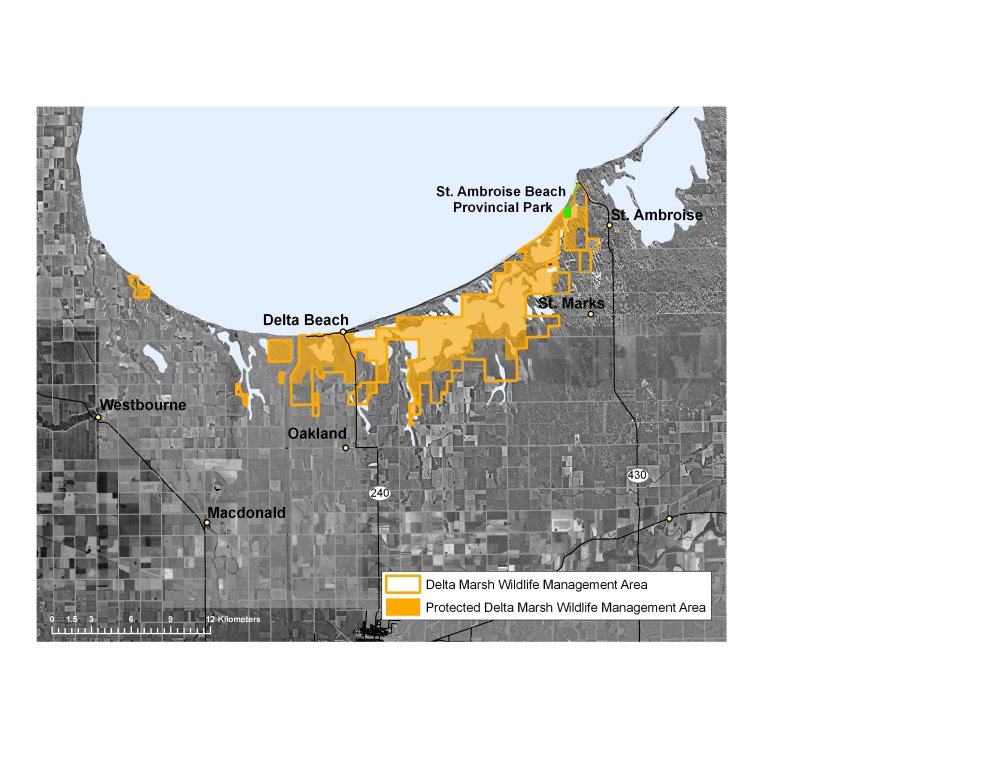 Still Life With Birder: Delta Marsh - One of my Favourite Places