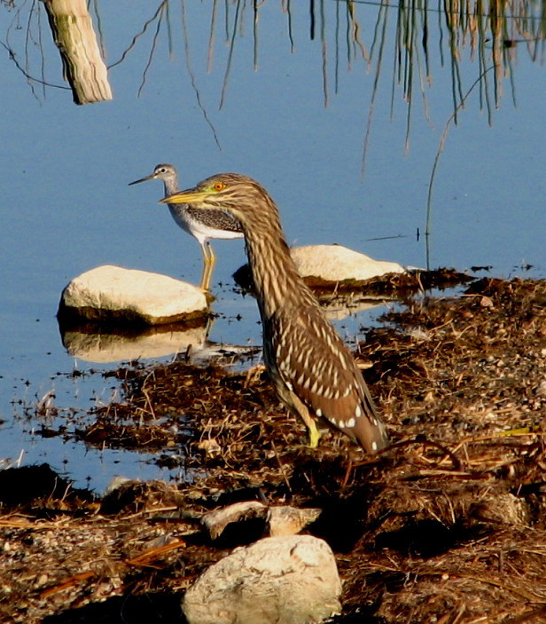 Still Life With Birder: American Bittern - er, NOT