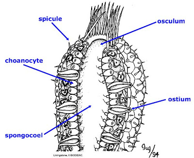 Laboratorio de Biología Animal: 26/03/2007 -- Práctica 3: Phylum Porífera