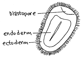 Laboratorio de Biología Animal: 29/03/2007 -- Práctica 4: Phylum Cnidaria